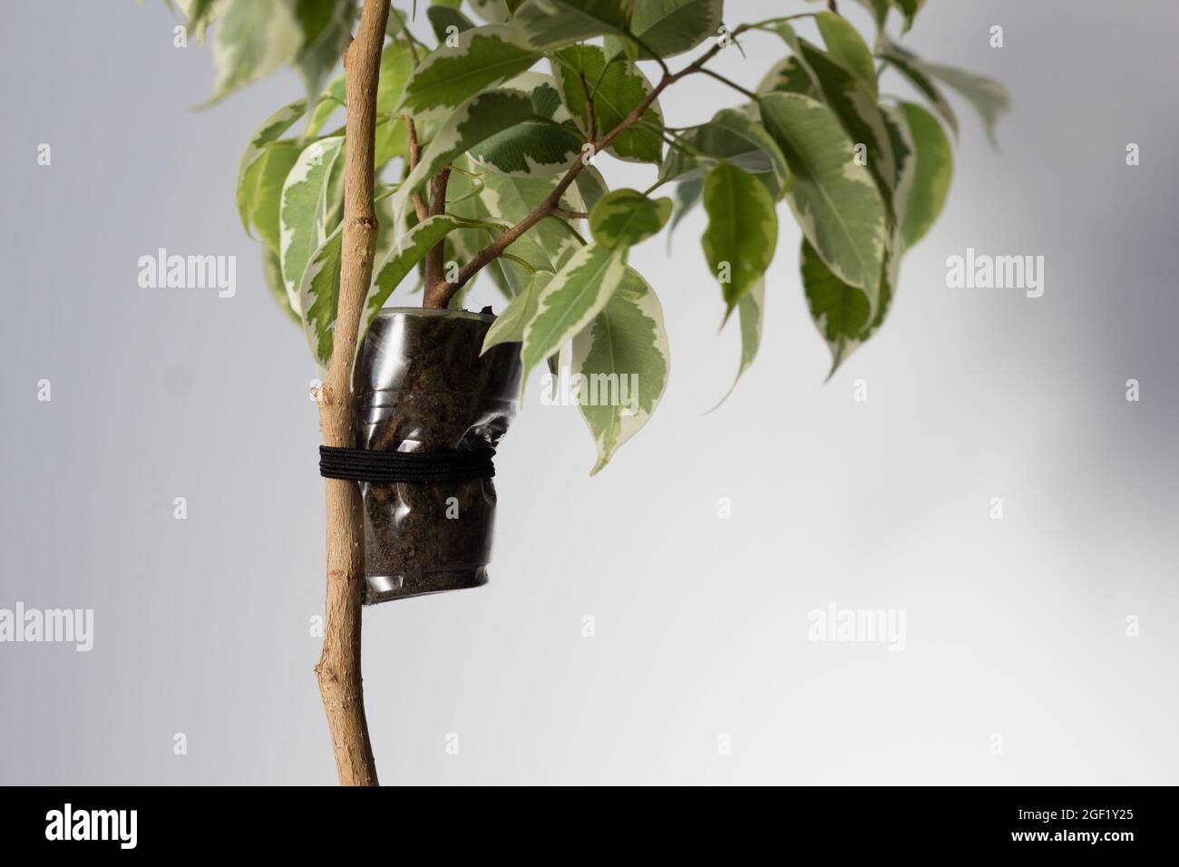 Ficus branch with cup on it to make roots on stem to produce offshoot ...