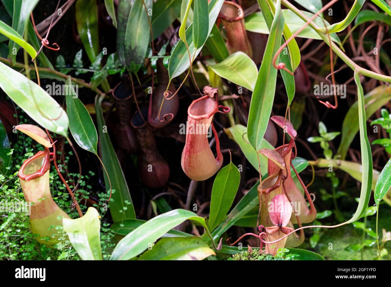 plants are predators. Insect Catcher Plant Botanical Garden. unusual ...