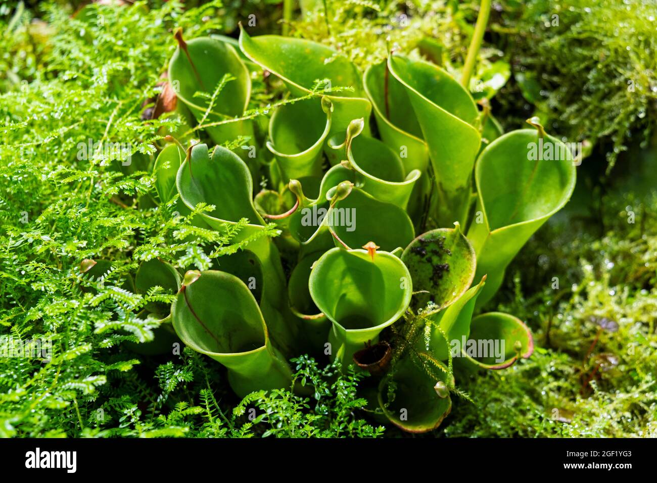 plants are predators. Insect Catcher Plant Botanical Garden. unusual ...
