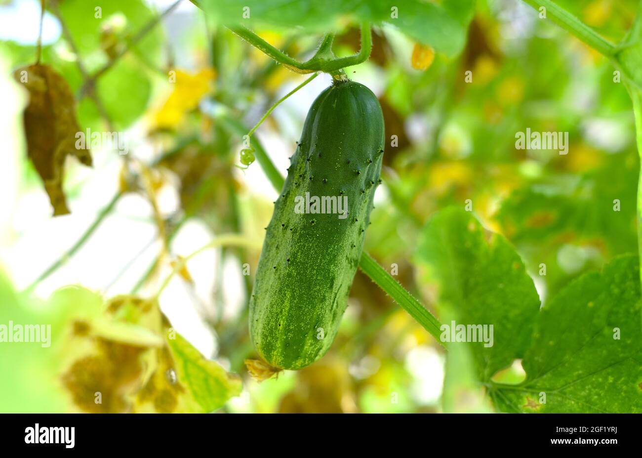 Ripe cucumber hi-res stock photography and images - Alamy