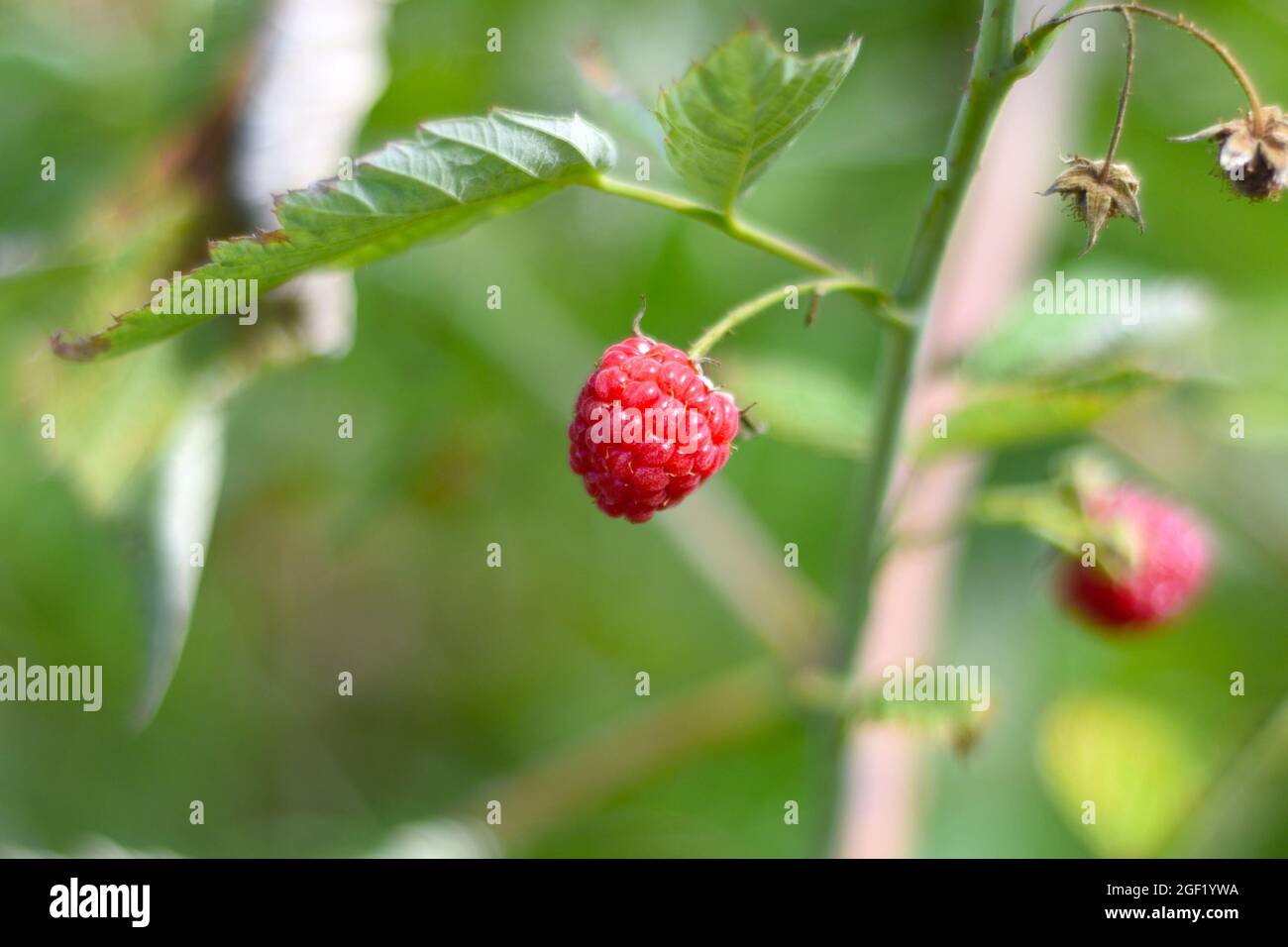 Raspberry tree garden hi-res stock photography and images - Alamy