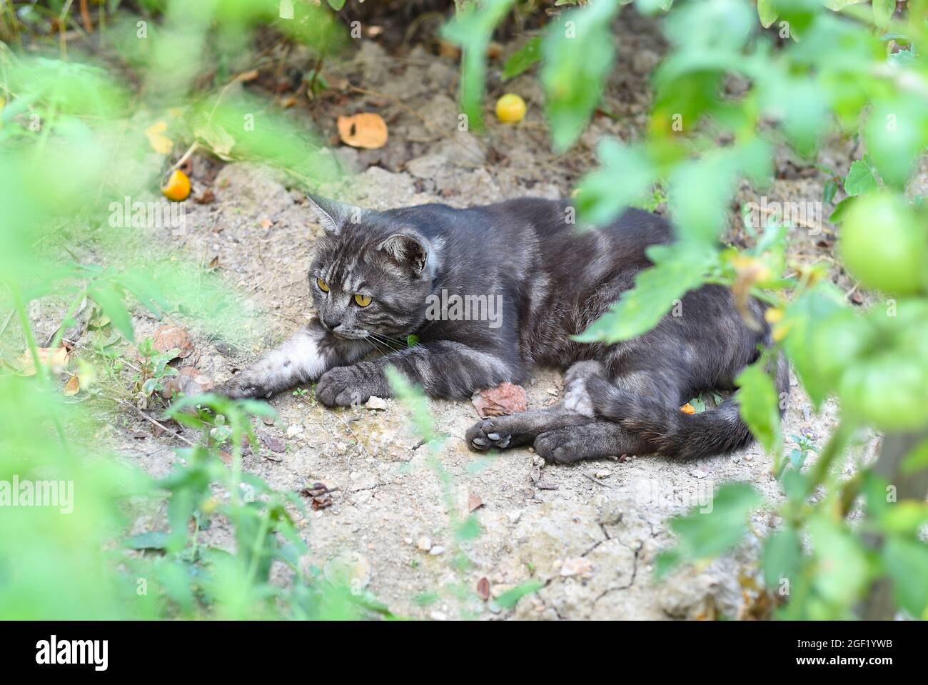 Cat and flower bed hi-res stock photography and images - Alamy