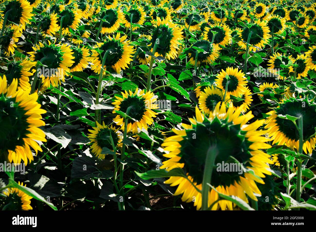 Pictures Of Sunflowers Before They Bloom at Nina Pierson blog