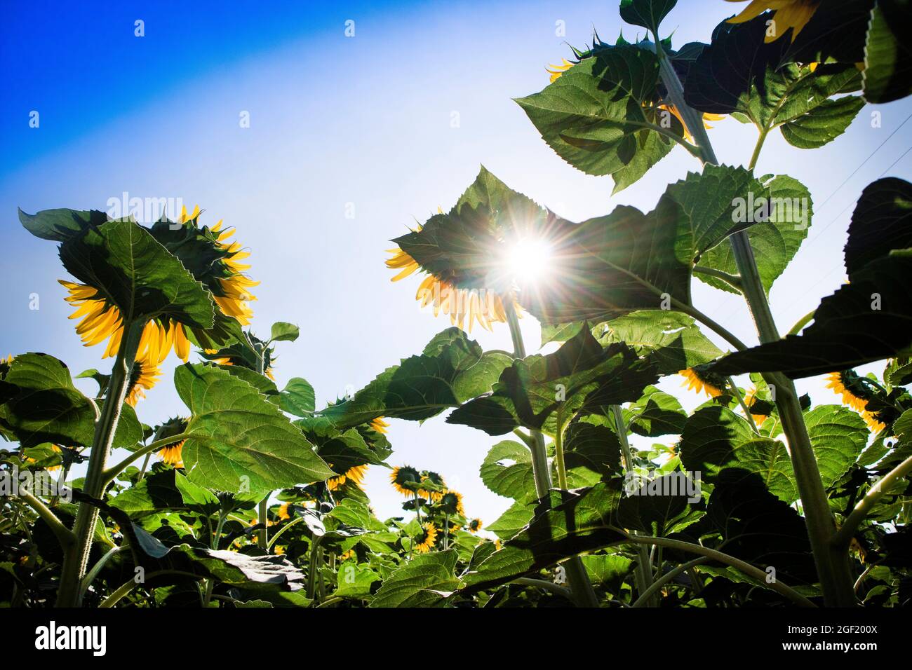 Field of sunflowers in full bloom before harvesting Stock Photo - Alamy