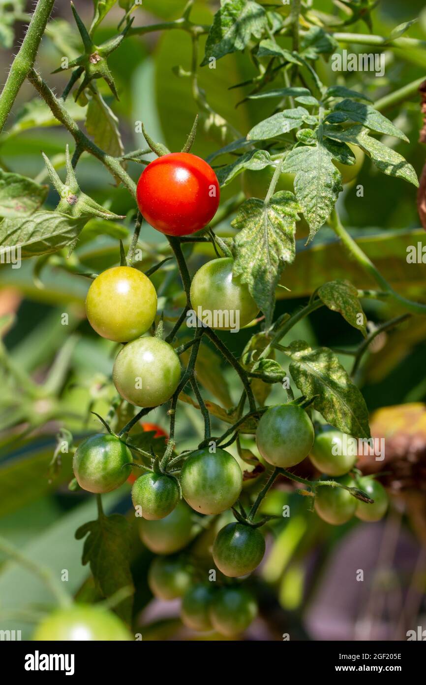Close-up abstract texture view of cherry tomatoes in stages of ripening ...