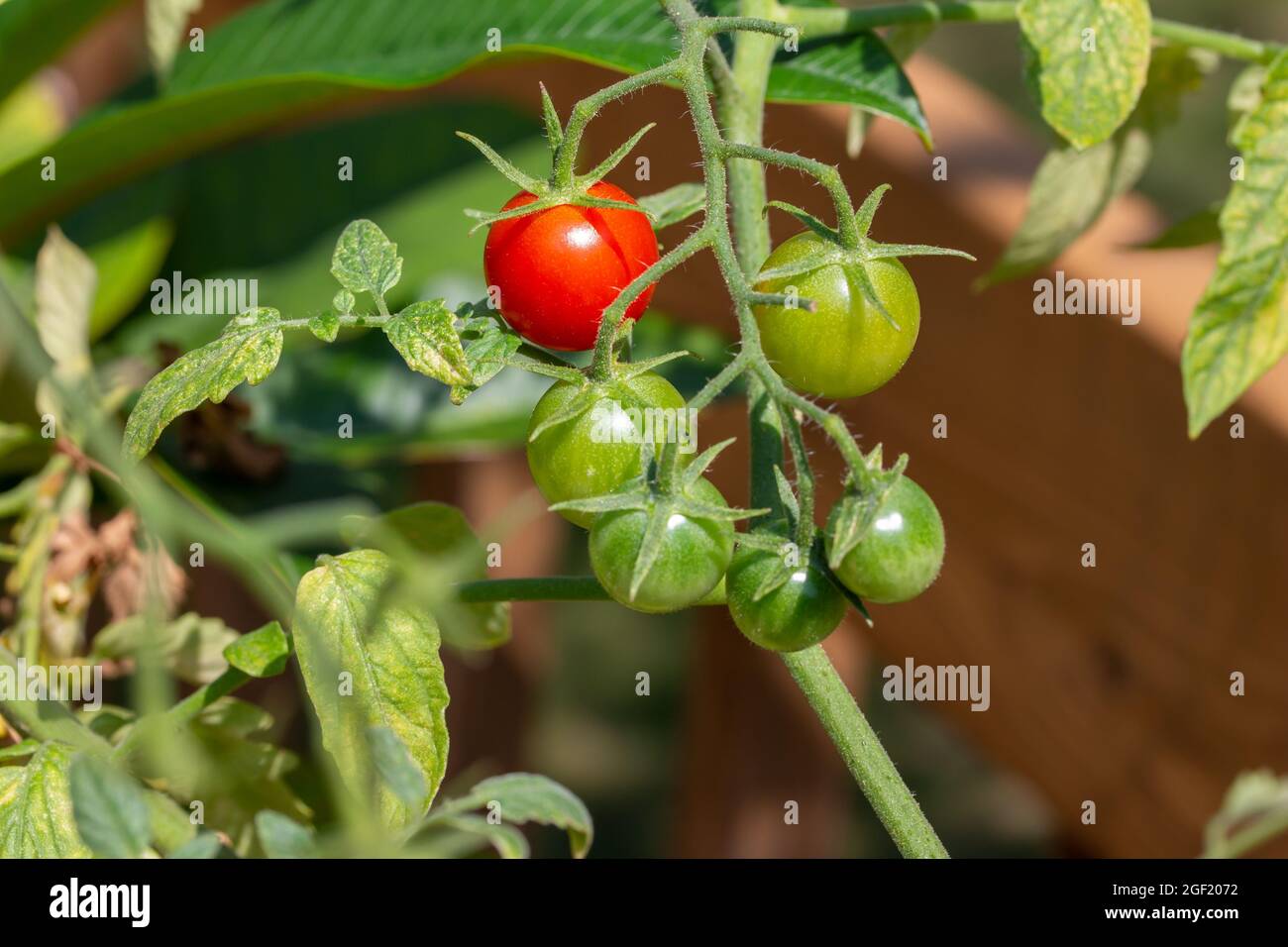 Close-up abstract texture view of cherry tomatoes in stages of ripening ...