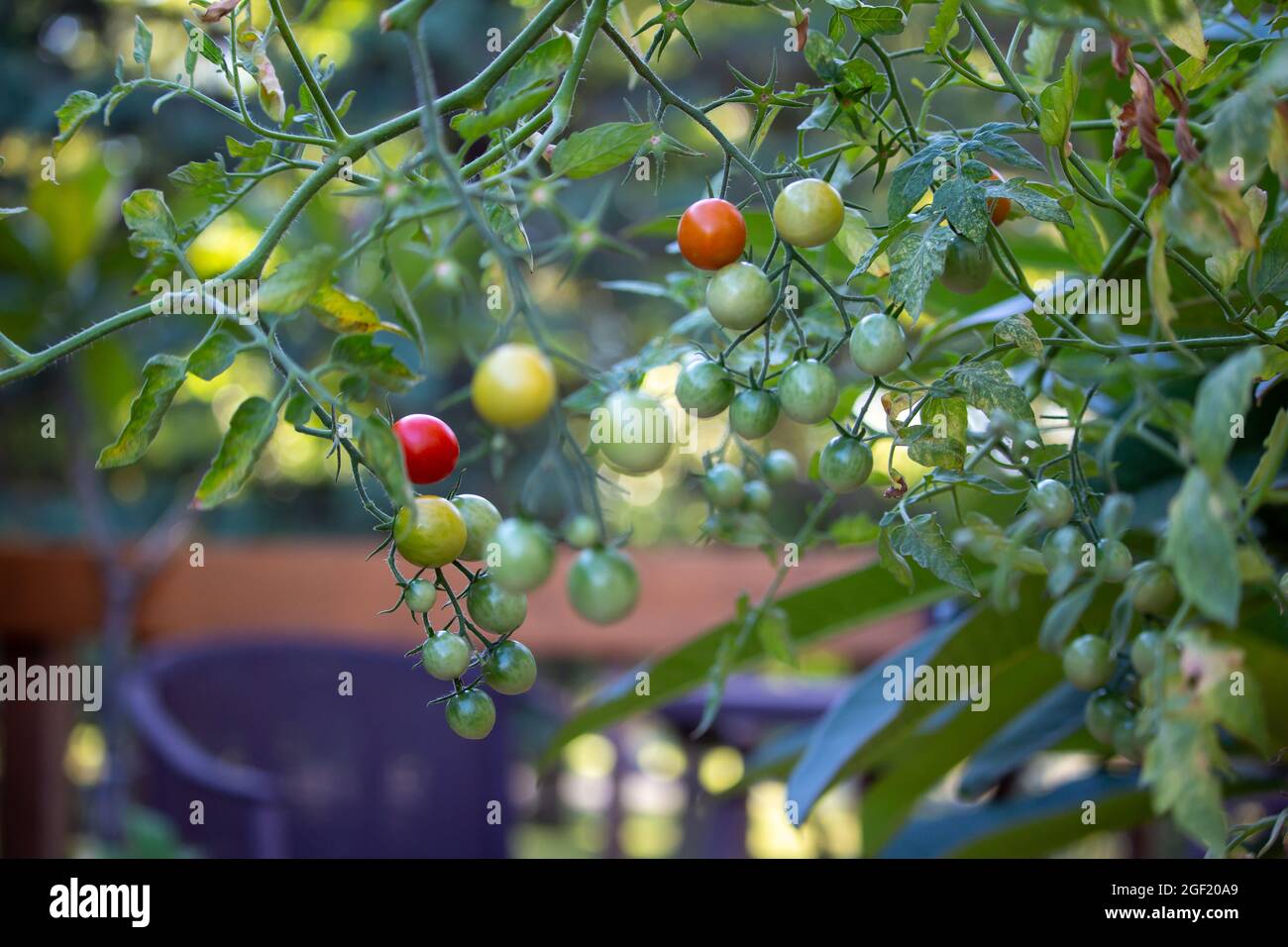 Tomato ripening stages hi-res stock photography and images - Alamy