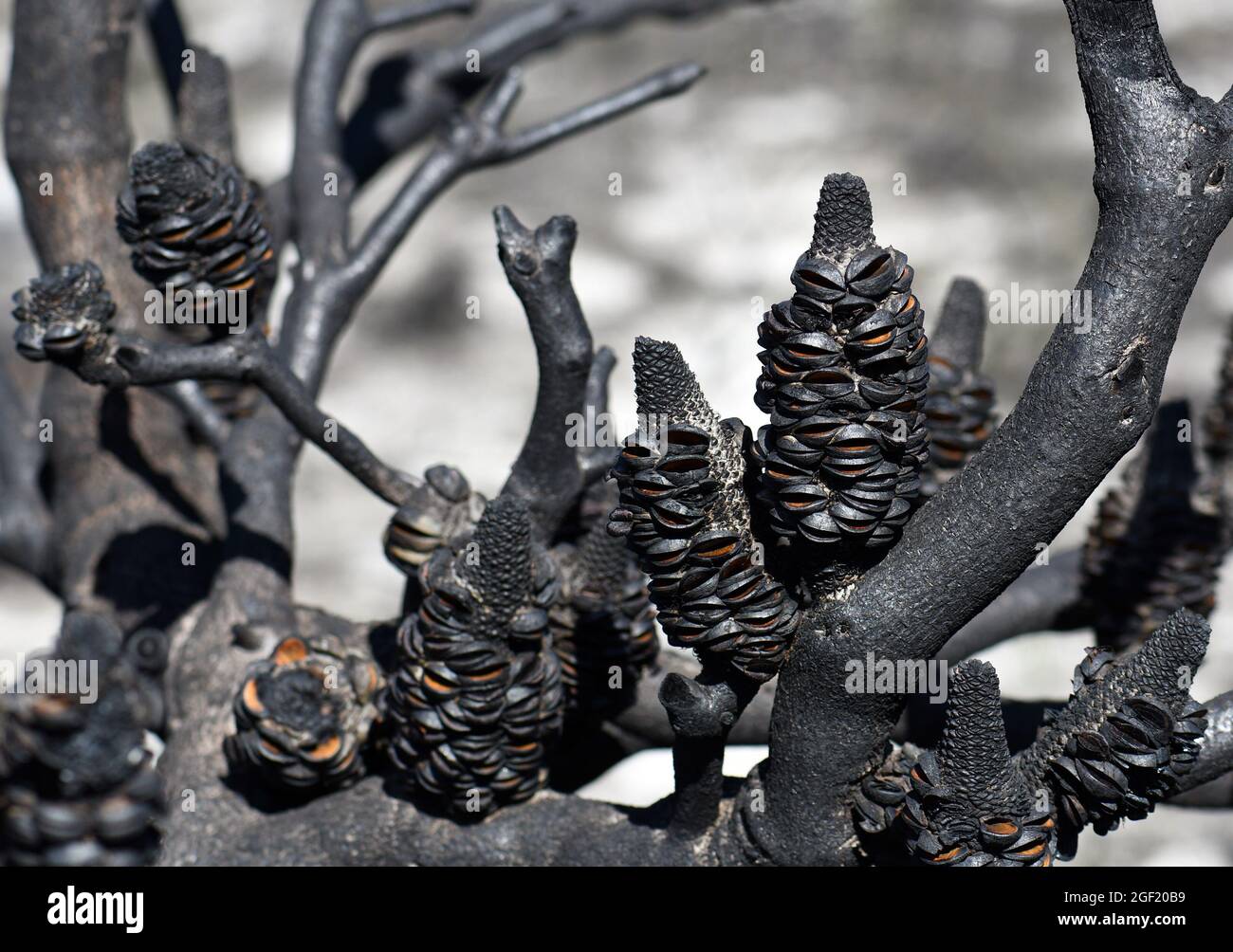 Seed pod of banksia tree hi-res stock photography and images - Alamy