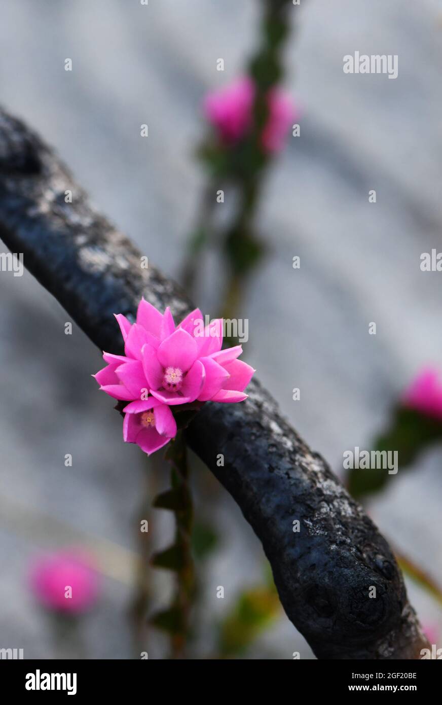Pink flowers of the native rose, Boronia serrulata, growing amongst ...