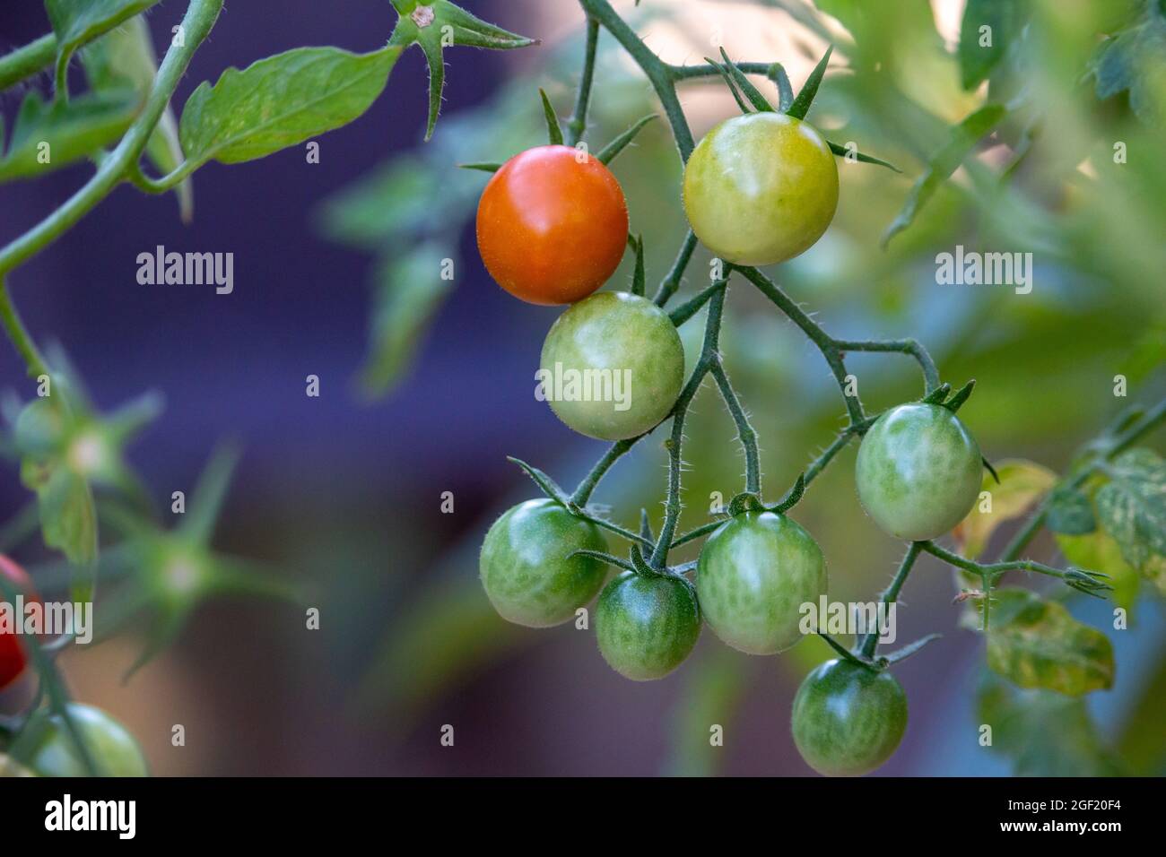 Close-up abstract texture view of cherry tomatoes in stages of ripening ...