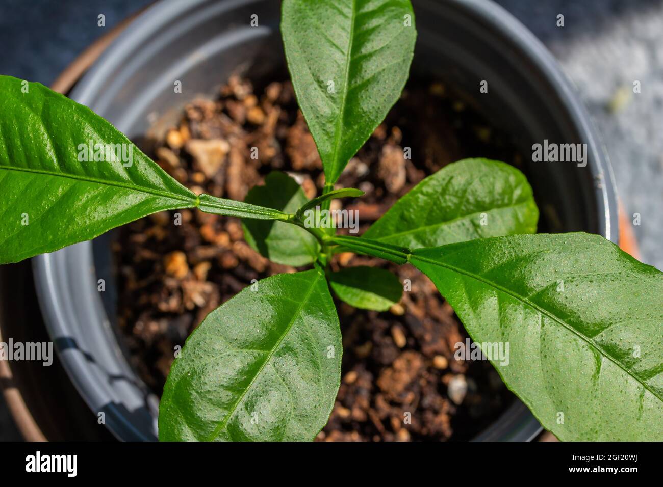 Potted lemon tree plant, growing from a seed, with natural light Stock ...