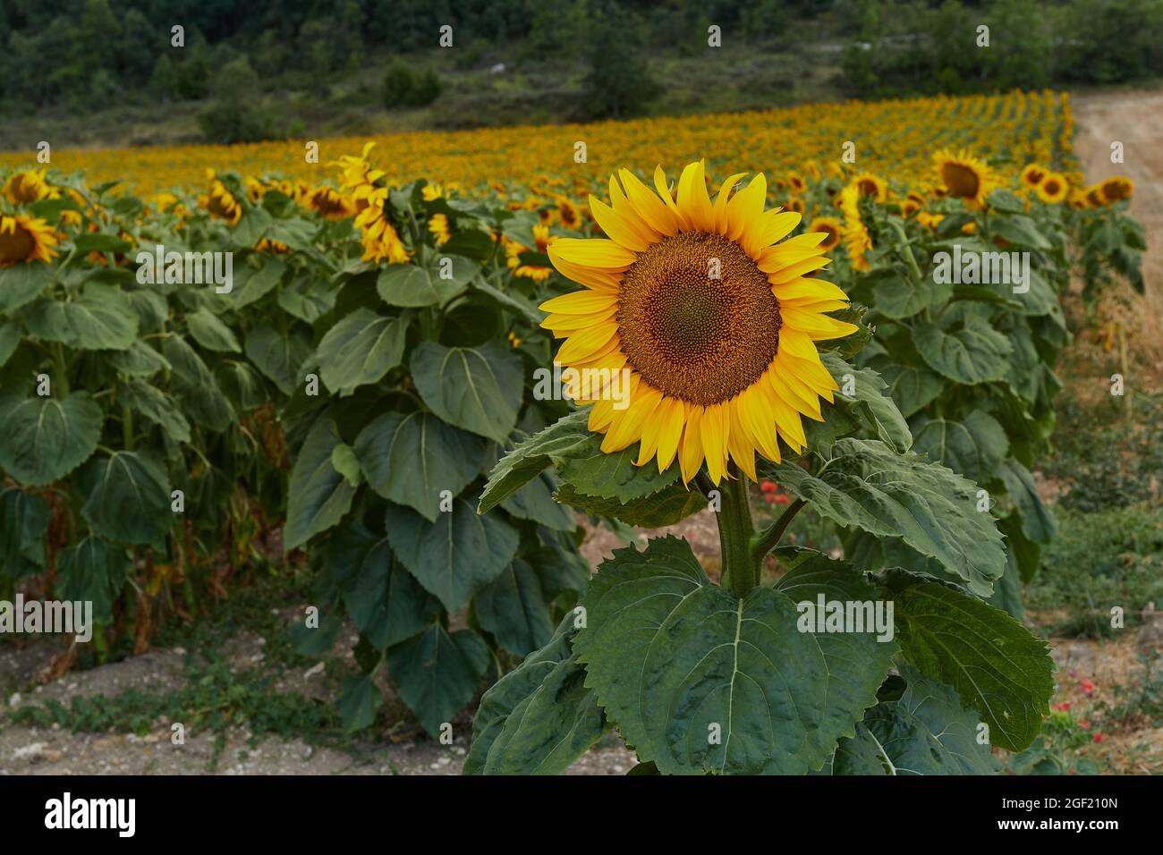 sunflower field with beautiful colors. nature background Stock Photo ...