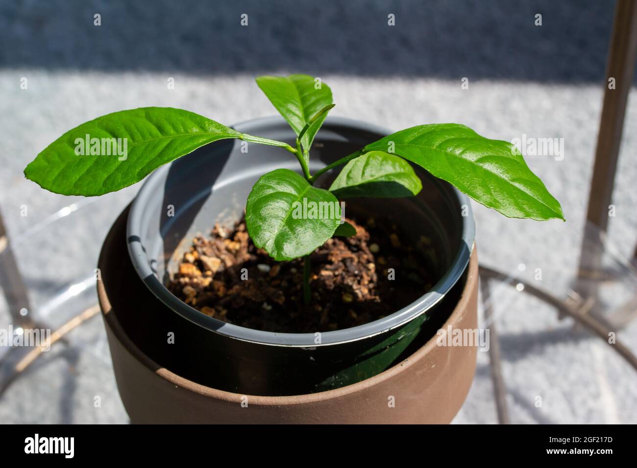 Potted lemon tree plant, growing from a seed, with natural light Stock ...