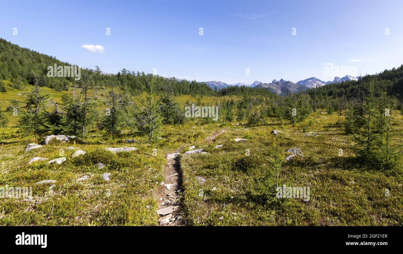 Hiking Trail in Green Alpine Meadow at Historic Gibbon Pass. Scenic ...