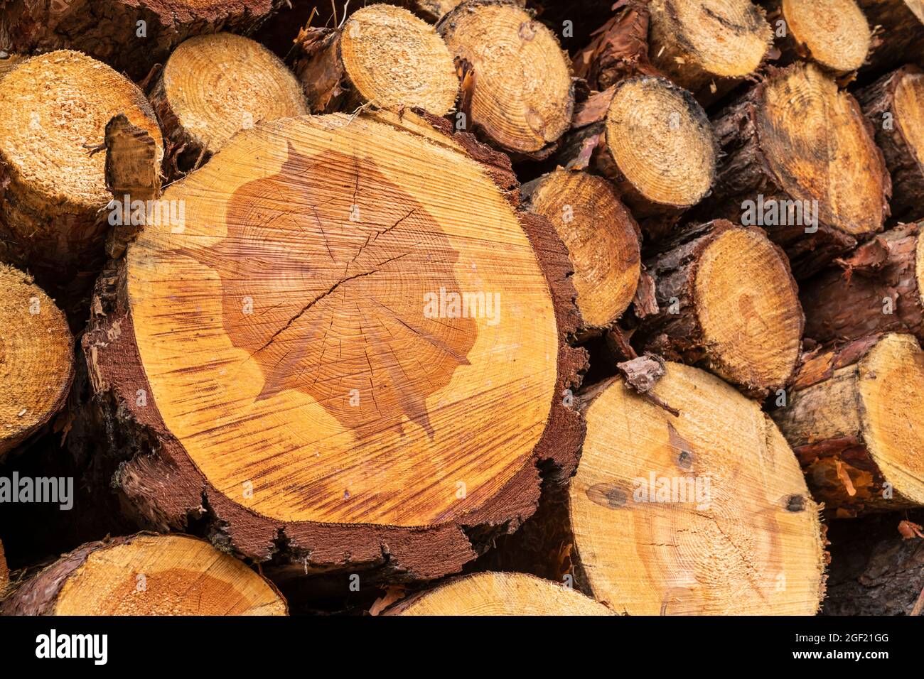 Heartwood hi-res stock photography and images - Alamy