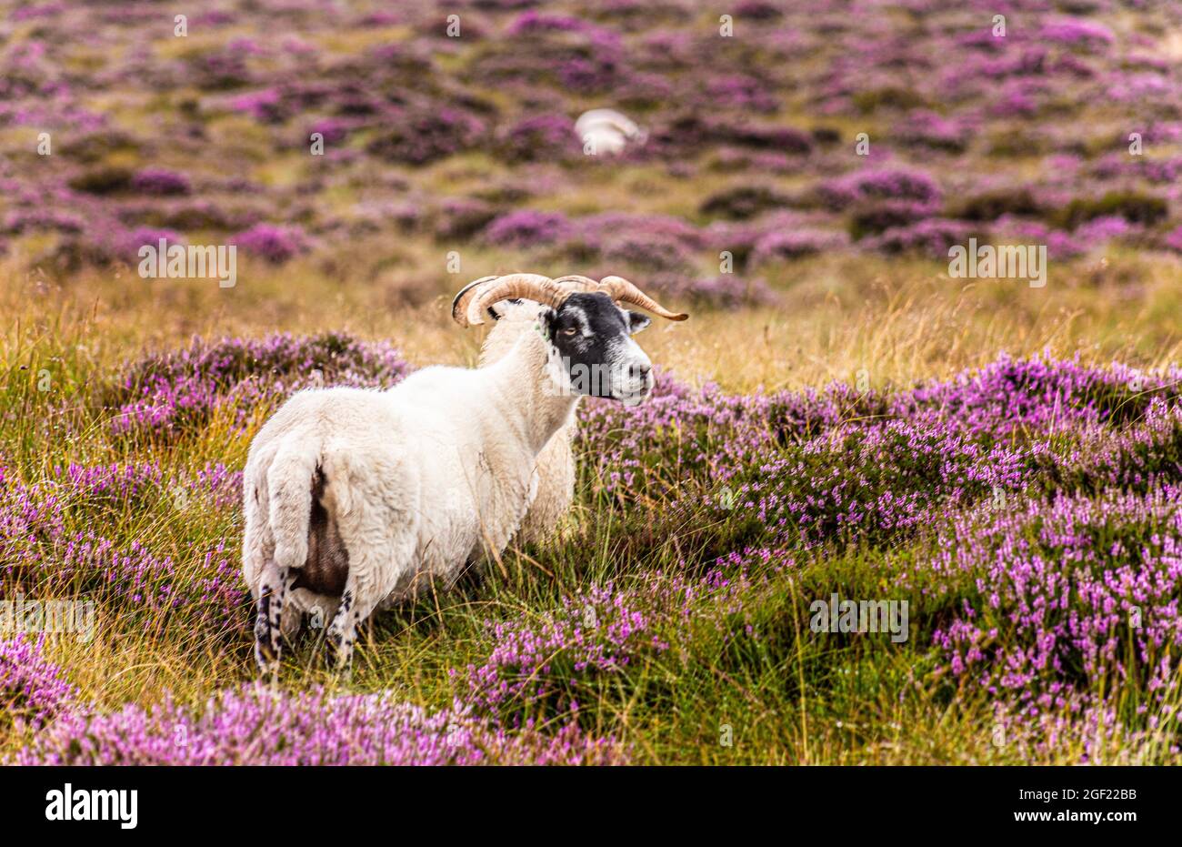 Northumberland national park hi-res stock photography and images - Alamy