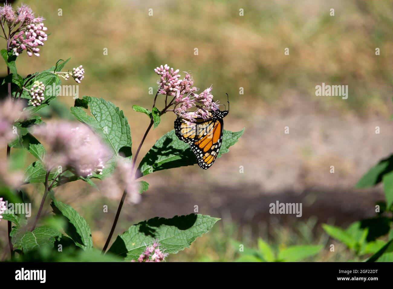 Monarch butterfly (danaus plexippus) feeding on the blossoms and buds ...