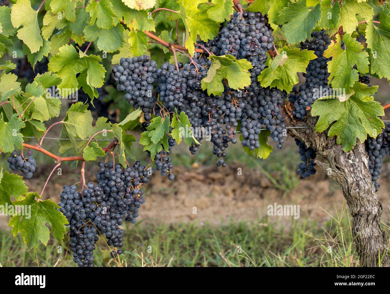 Red wine grapes ready to harvest and wine production. Saint Emilion ...