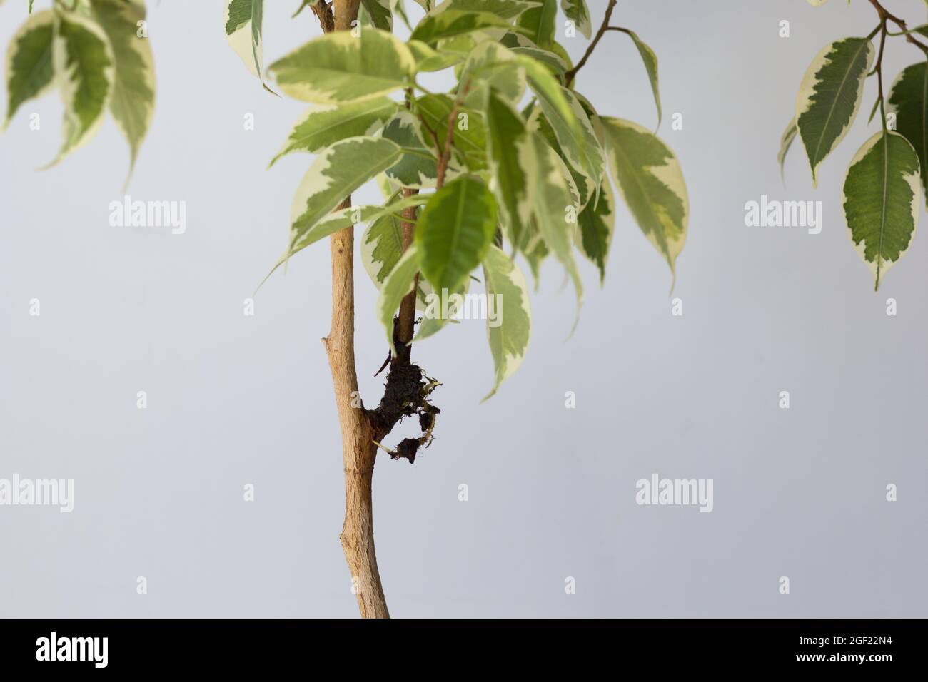 Houseplant ficus tree and offshoot with root after being in bag with ...