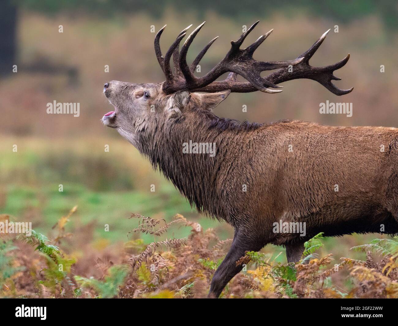 Large red stag on hi-res stock photography and images - Alamy