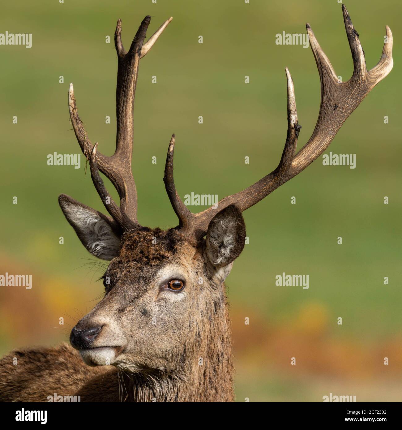Red Deer Stag Stock Photo - Alamy