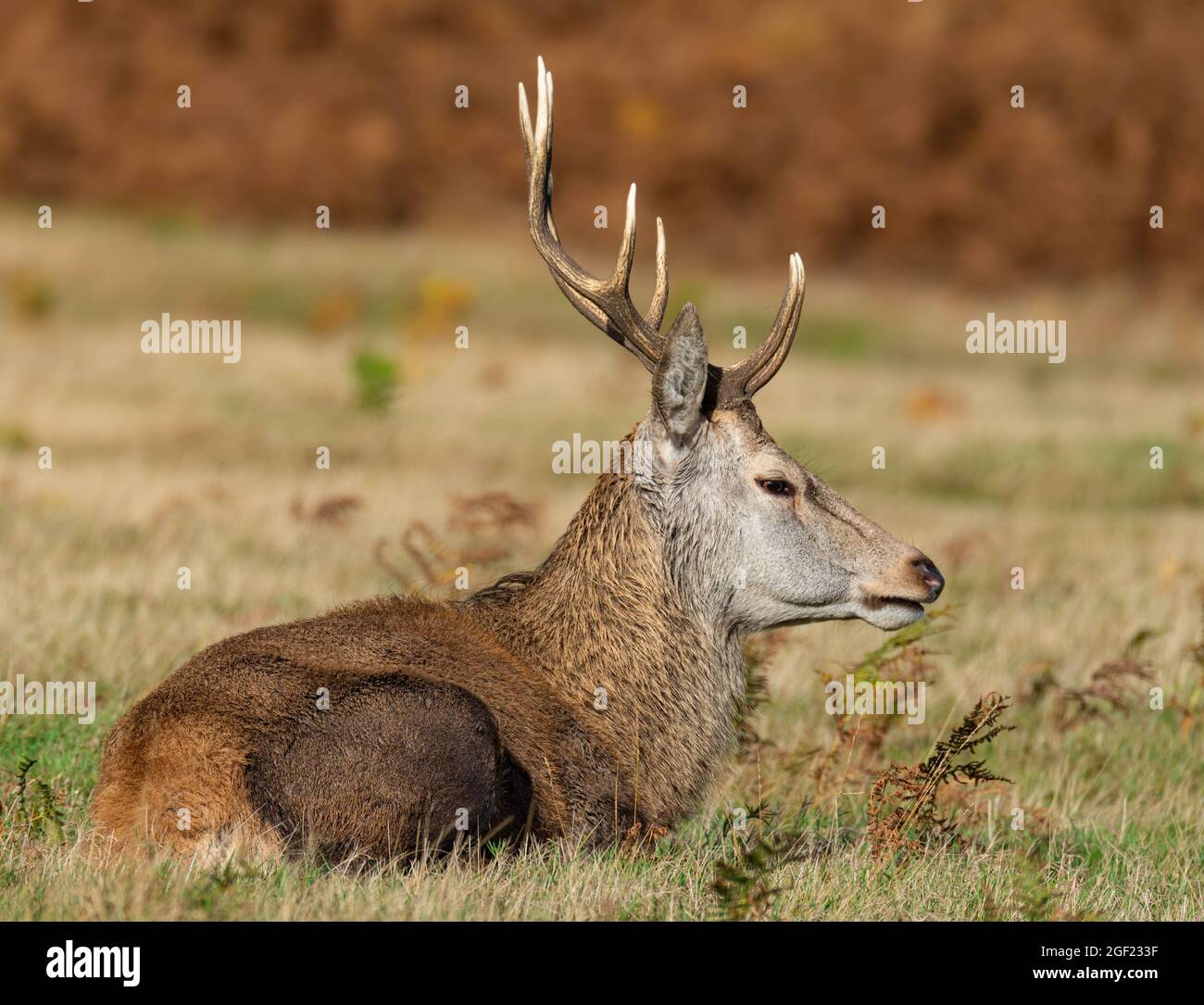 Tired deer hi-res stock photography and images - Alamy