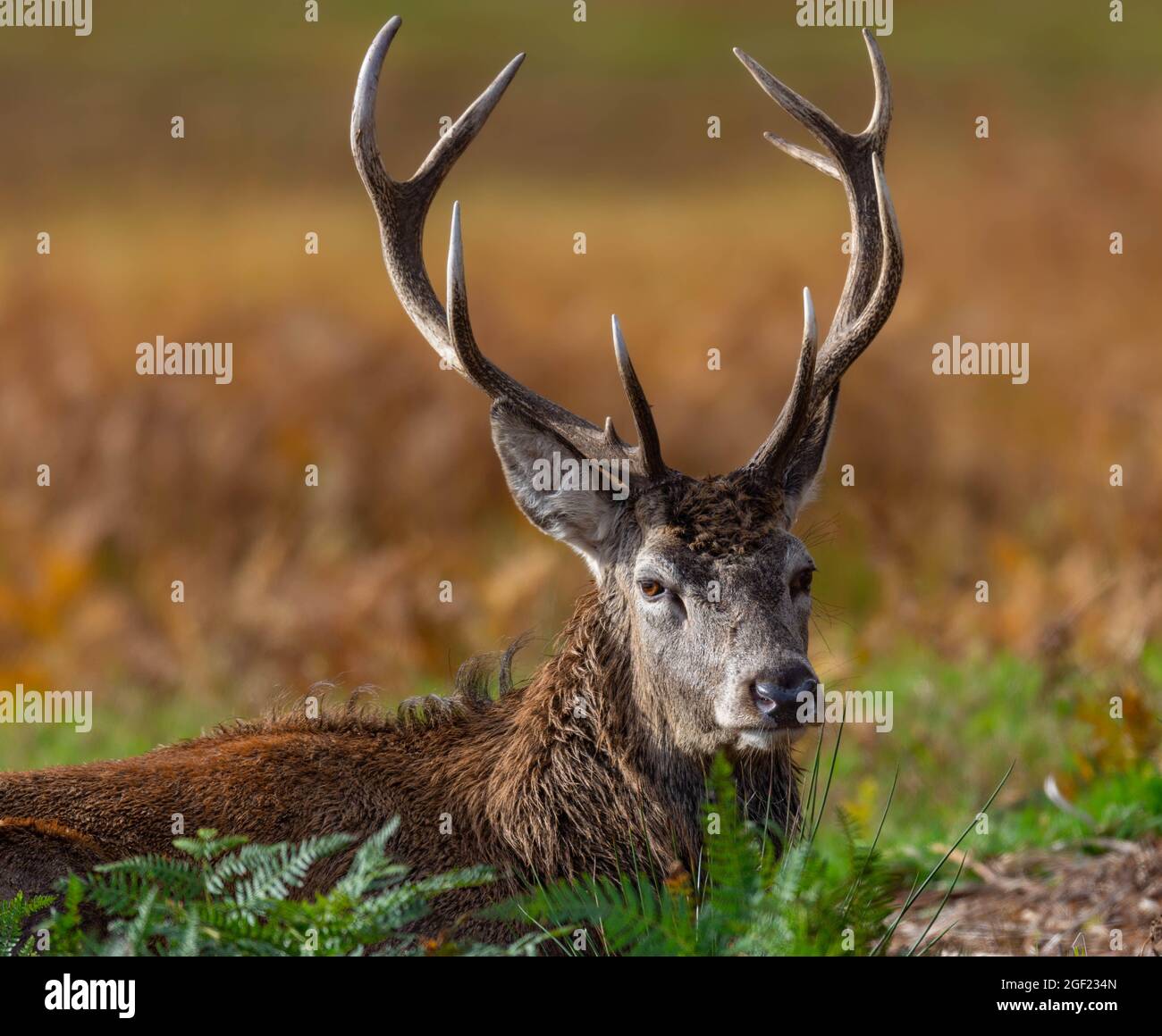 Red Deer Stag Stock Photo - Alamy