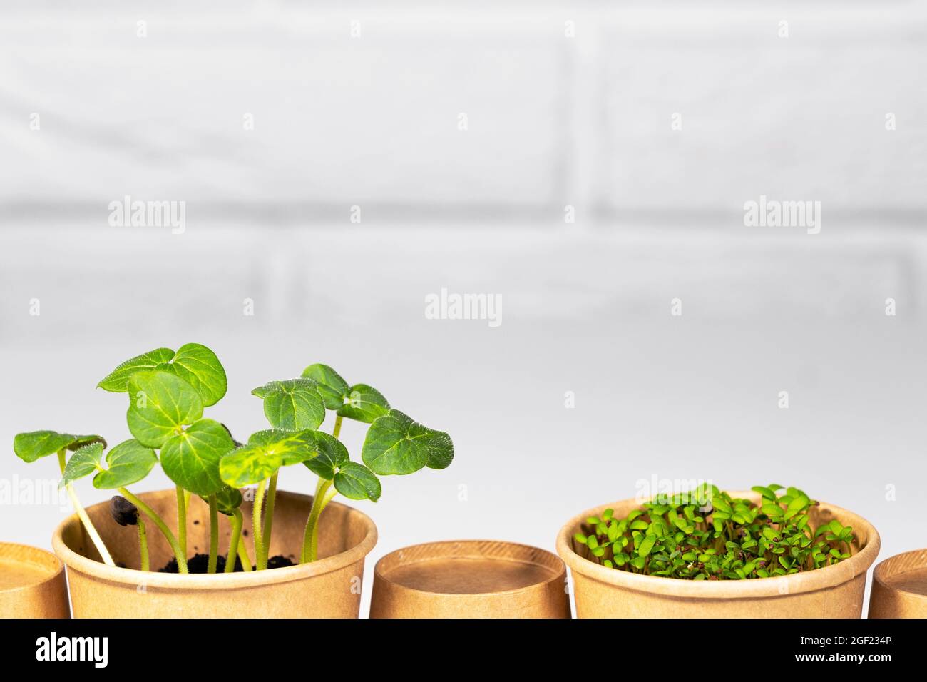 Paper eco cup with fresh green micro greens salad lined up. Different ...