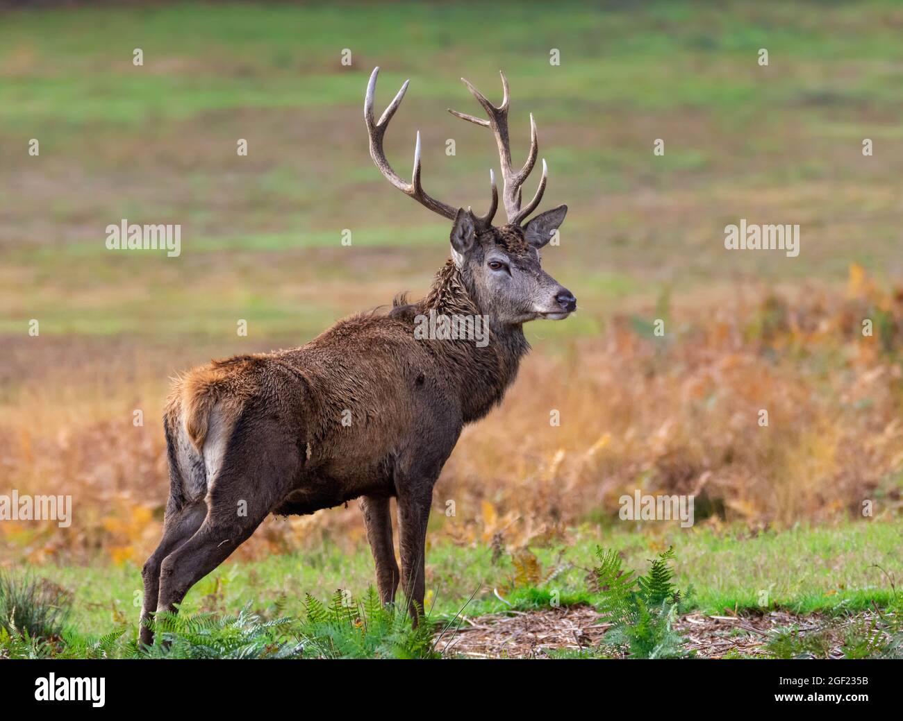 Red Deer Stag Stock Photo - Alamy