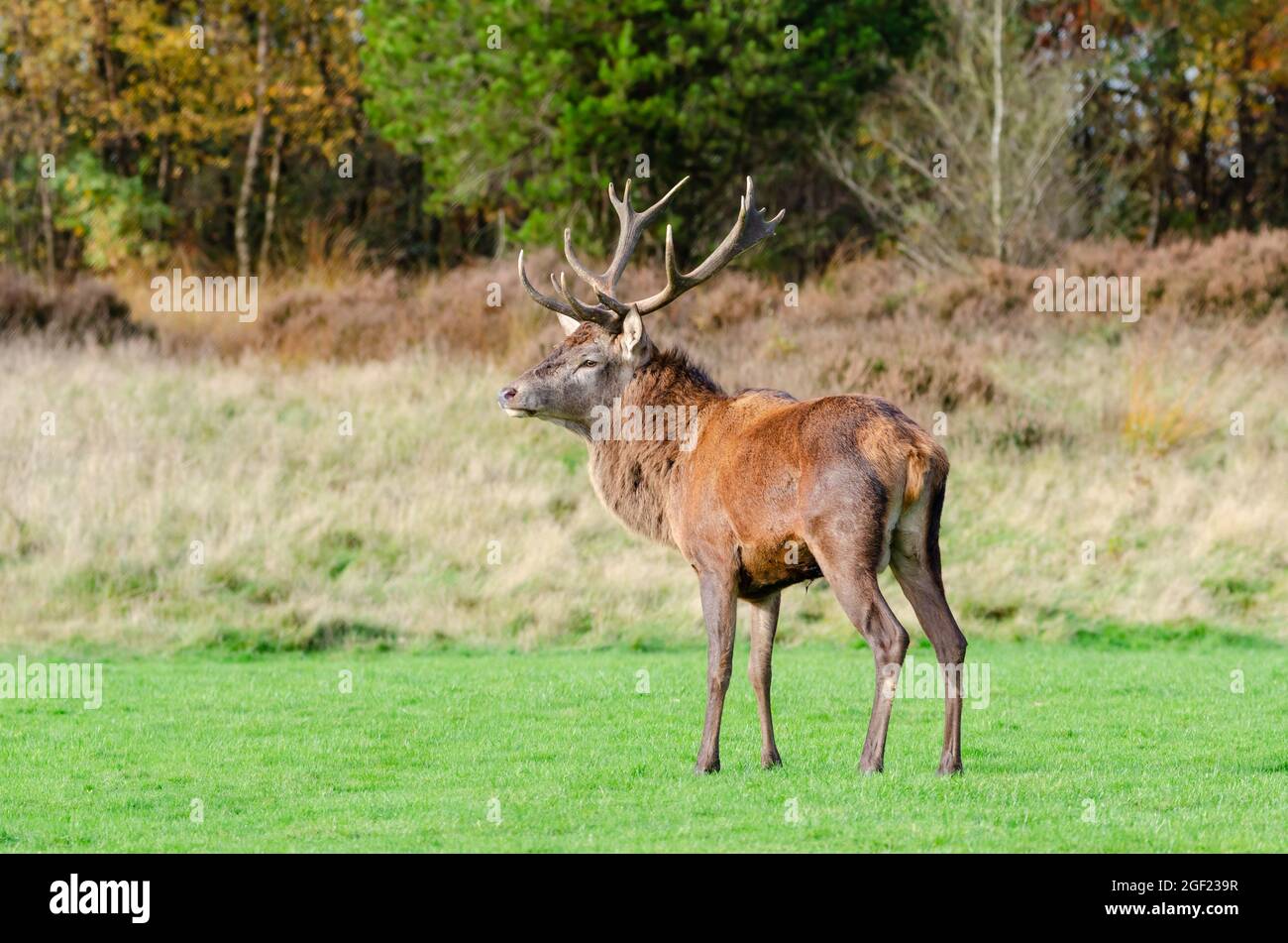 Big red deer stag hi-res stock photography and images - Alamy