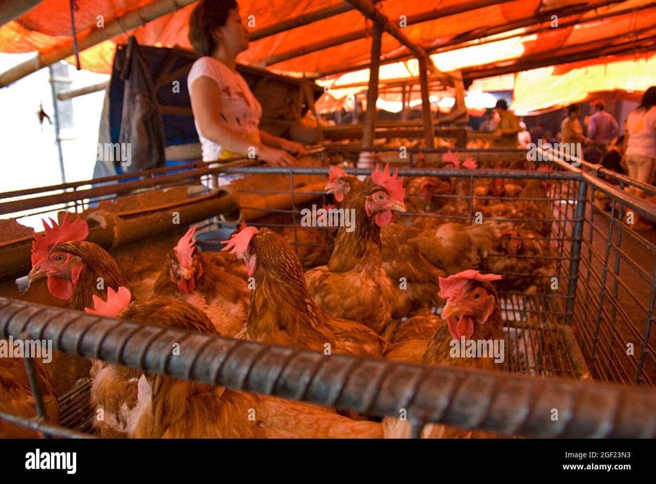 A vendor that sells chickens at meat market in Tomohon, North Sulawesi ...