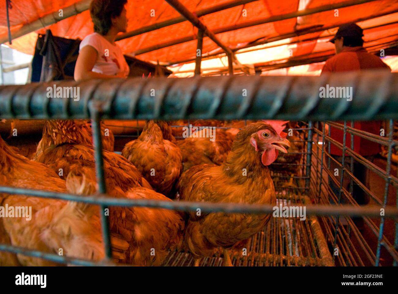 A vendor that sells chickens at meat market in Tomohon, North Sulawesi ...