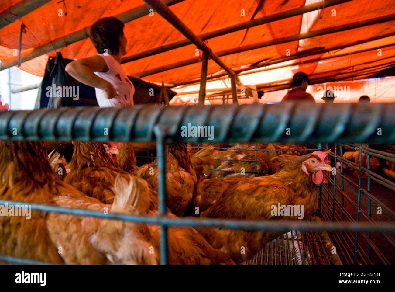 A vendor that sells chickens at meat market in Tomohon, North Sulawesi ...