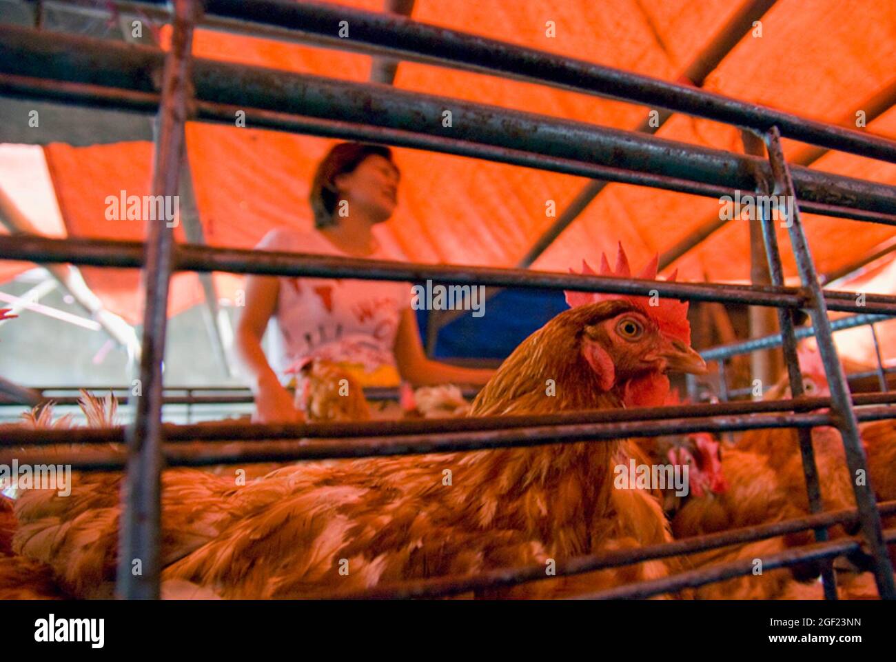 A vendor that sells chickens at meat market in Tomohon, North Sulawesi ...