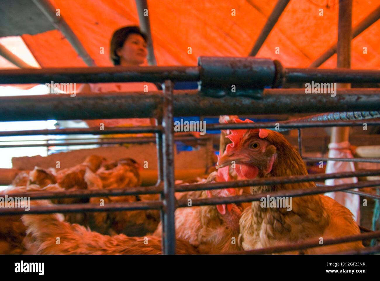 A vendor that sells chickens at meat market in Tomohon, North Sulawesi ...