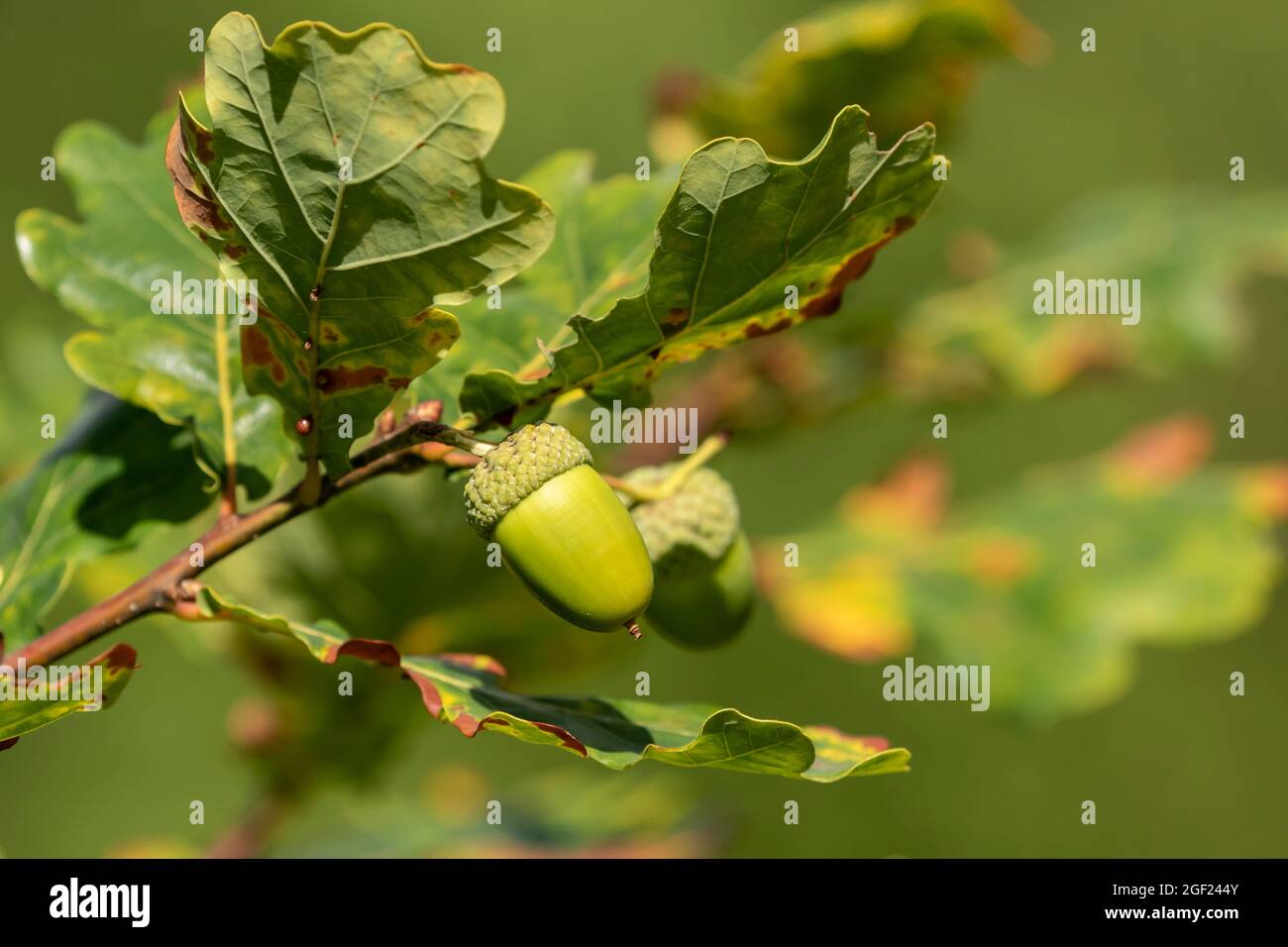 Acorns growing on branches of the Common oak (Quercus robur) in ...