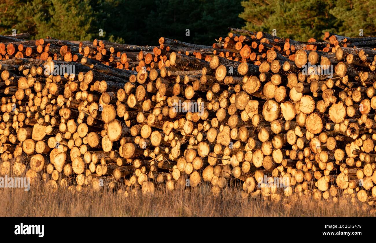 Logs gathered together into a wood pile Stock Photo - Alamy