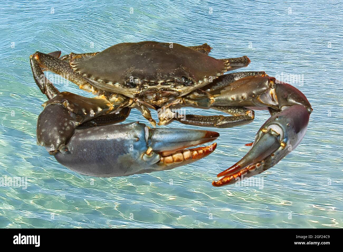Live Australian Giant Mud Crab (Scylla serrata). Isolated on a seawater ...