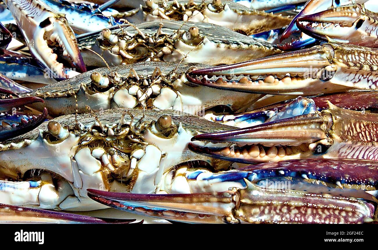 Blue Swimmer Crabs wall art (Portunus armatus), also known as Sand ...