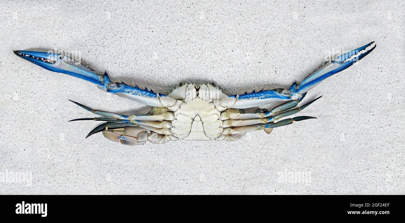 Underbelly view of a brightly coloured Male Blue Swimmer Crabs ...