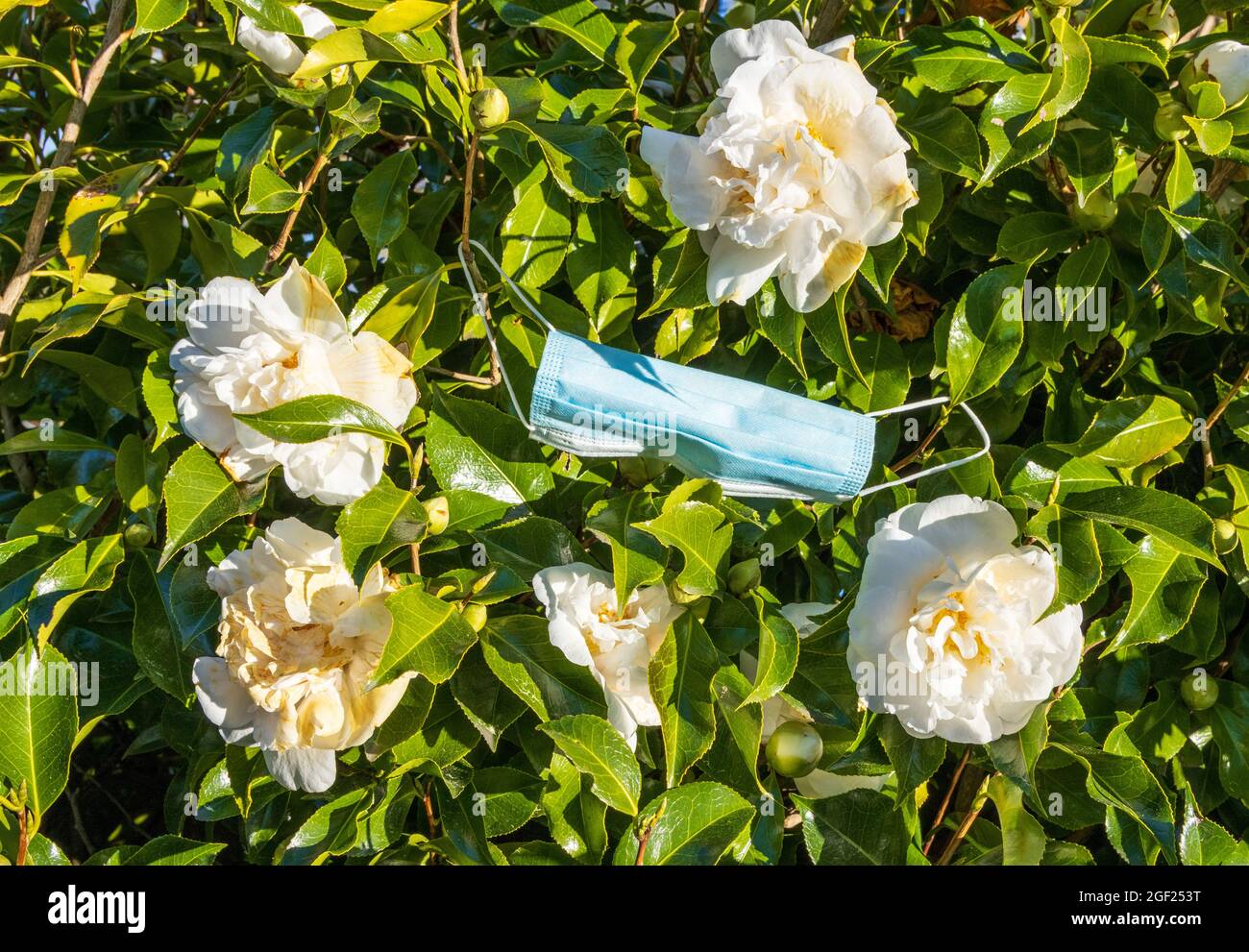 Covert-19 face mask on a Camellia bush with it white flowers out Stock ...