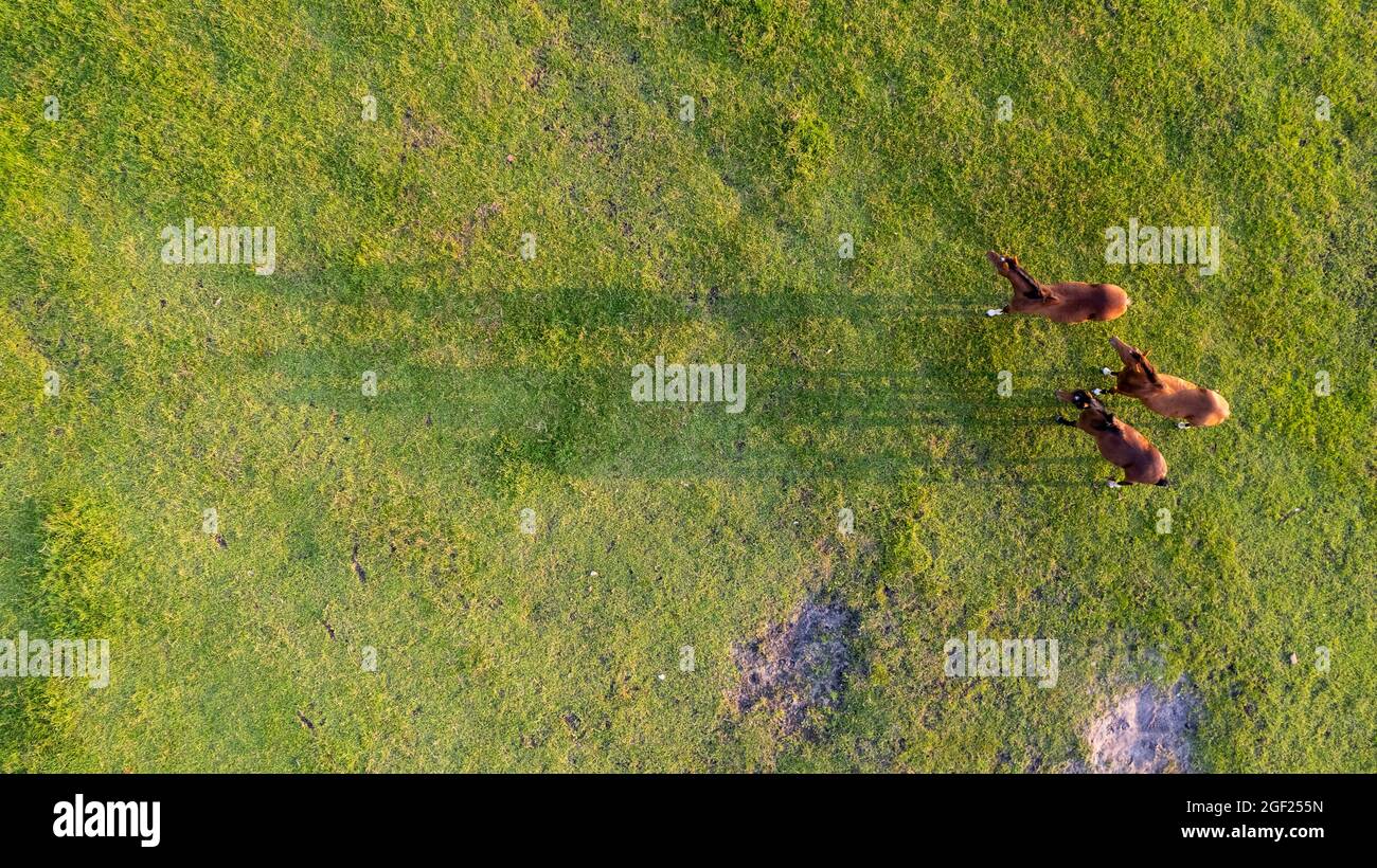 Bird on the back of horse hi-res stock photography and images - Alamy