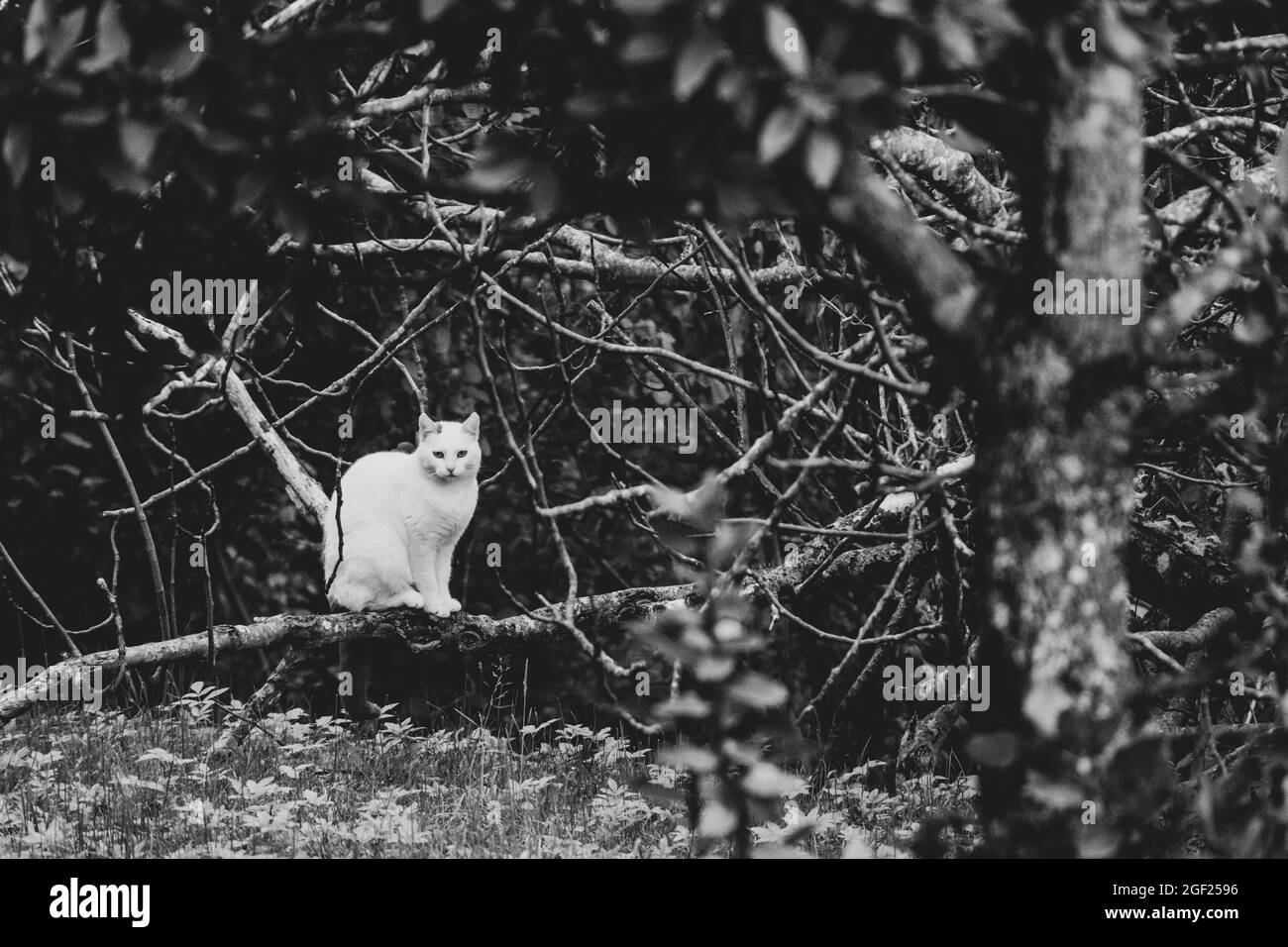 Grayscale of a cat on bushes outdoors Stock Photo - Alamy