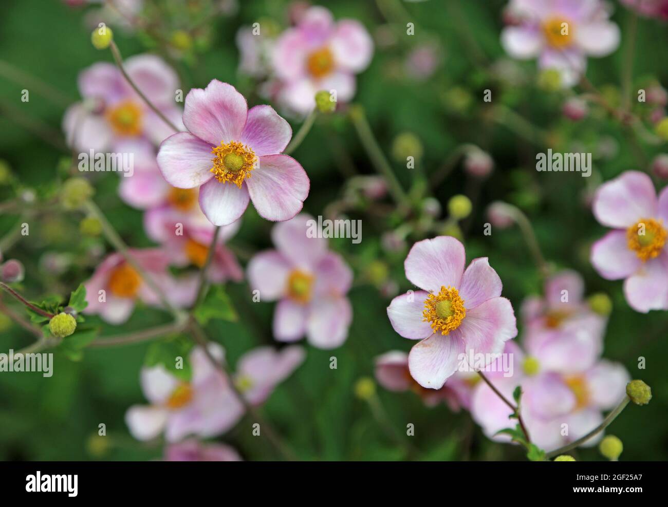 Pink anemone flower hi-res stock photography and images - Alamy