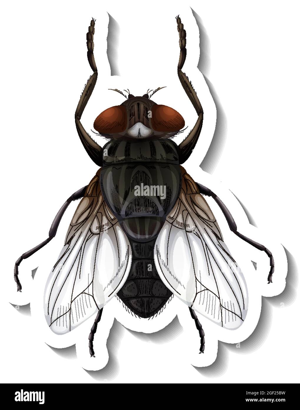 A sticker template with top view of fly isolated illustration Stock ...