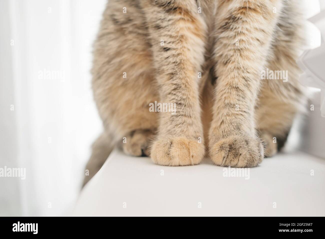 The cat is sitting on the windowsill. Close-up on the paws of an animal ...