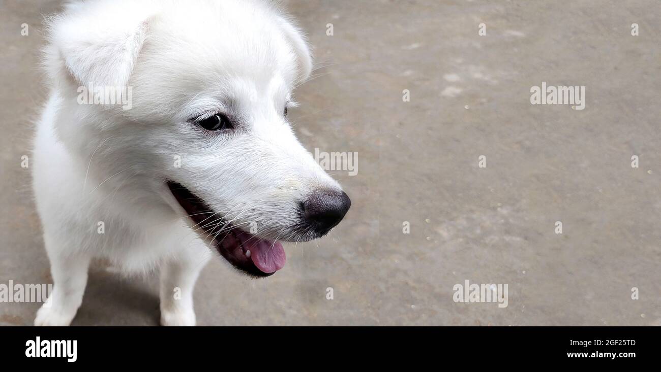 Maremma dog hi-res stock photography and images - Alamy
