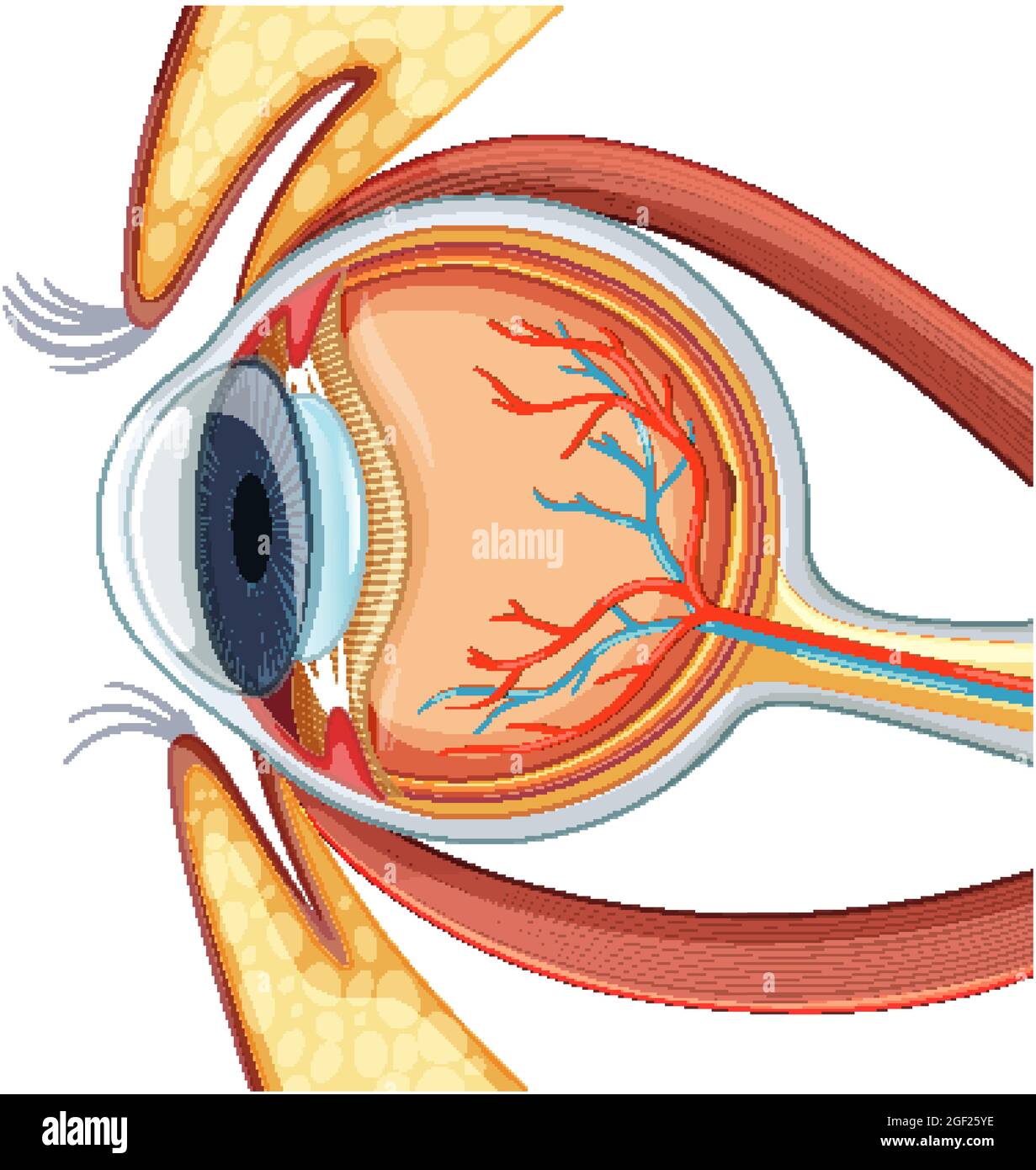 Diagram of human eyeball anatomy illustration Stock Vector Image & Art ...