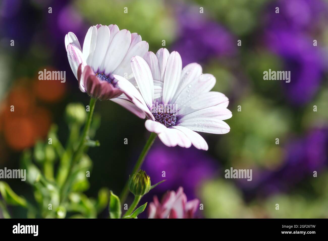 Two white arctotis flowers with a purple core, against a blurred green ...