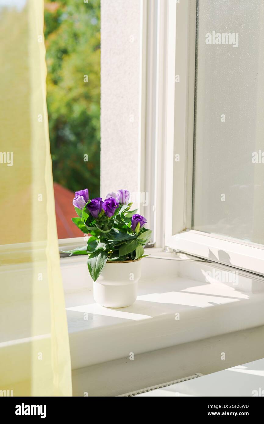Potted flower eustoma on windowsill and open window Stock Photo - Alamy